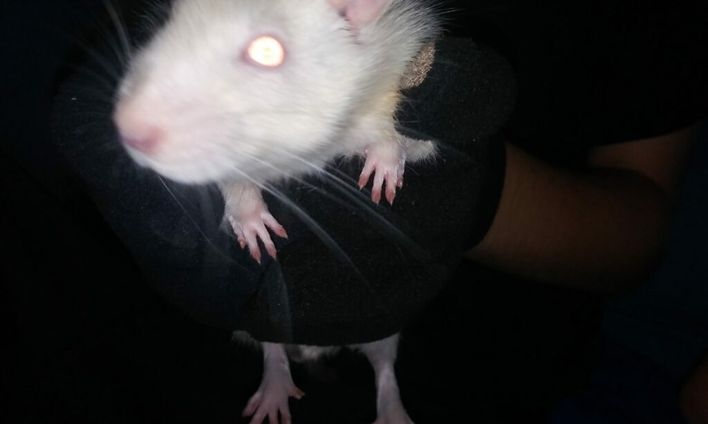 7 Rats Liberated from Snake Store (Florida)