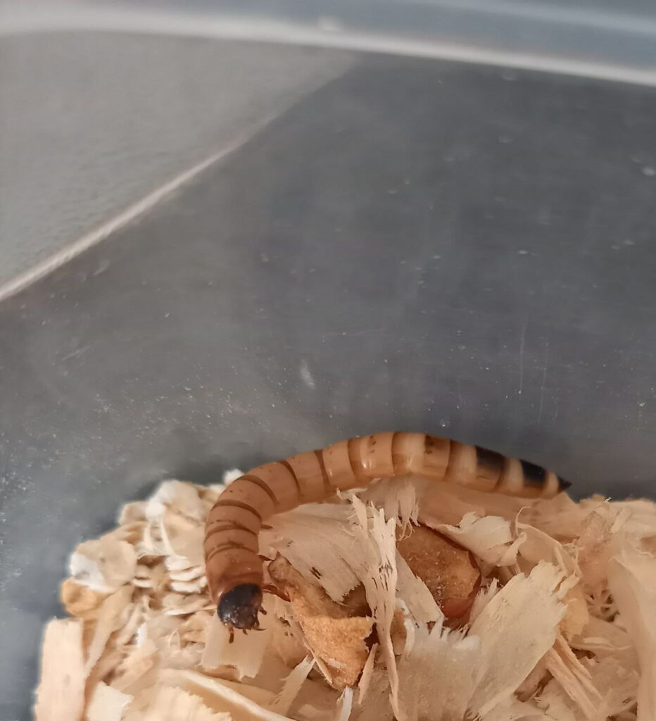 Mouse, 8 Worms Liberated from Pet Shop (Czech Republic)