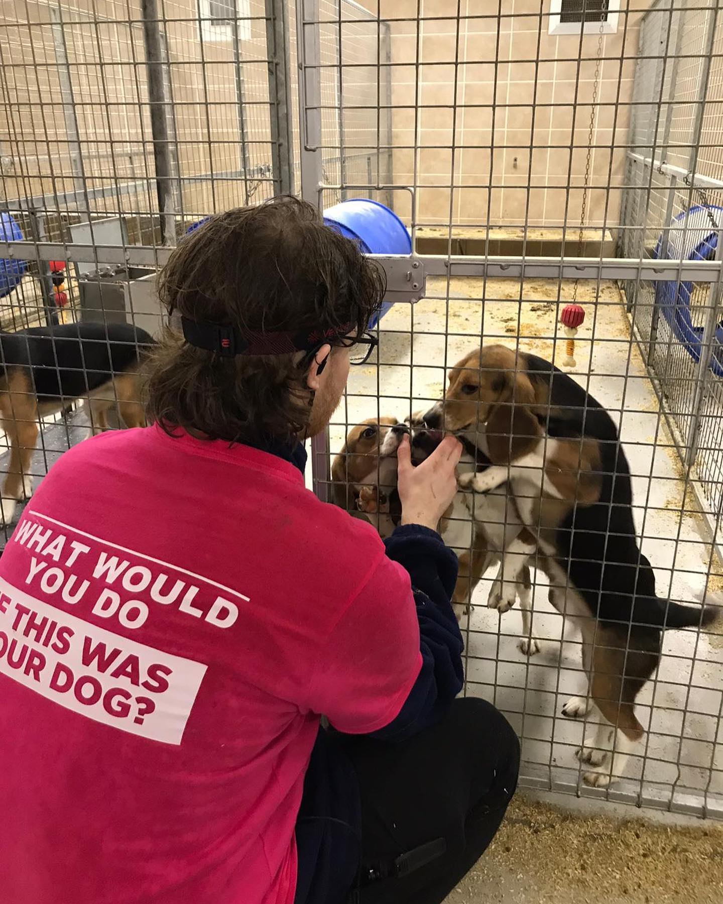 Animal Rebellion Liberates 18 Beagles From MBR UK 