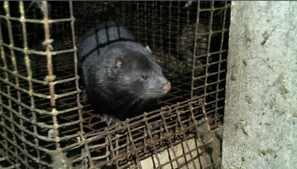 Olsen Fur Farm in Wisconsin Raided (Again) and Hundreds of Captive Mink ...