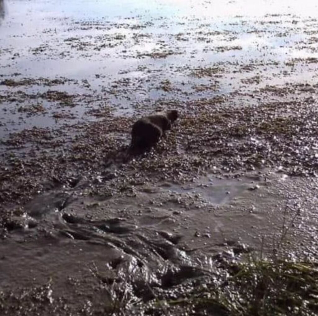 12 Years Ago This Month- Mink Run Free in Washington State (USA)
